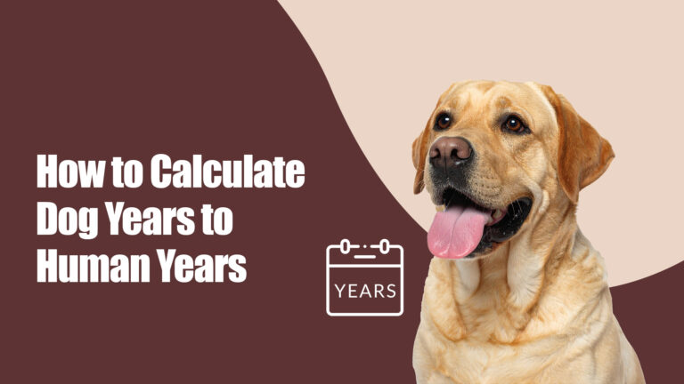How to Calculate Dog Years to Human Years - Inter Pet Tails